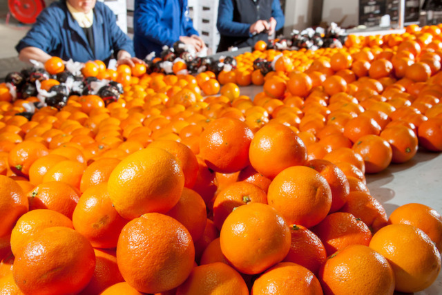 For the second straight year, orange production in Florida is expected ...