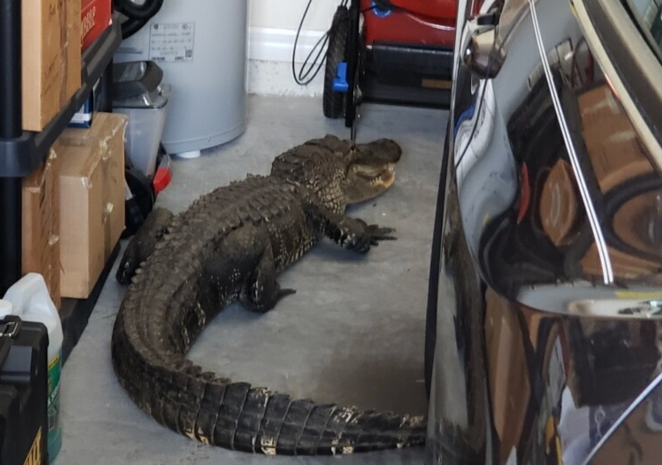Florida resident discovers 7-foot alligator in garage | Creative ...