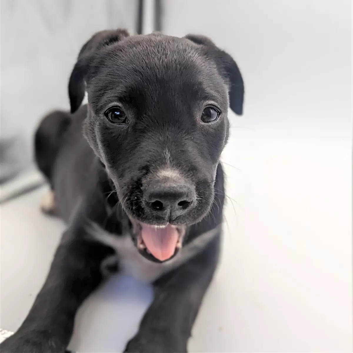 SPCA Tampa Bay has four adoptable puppies named after Taylor Swift ...