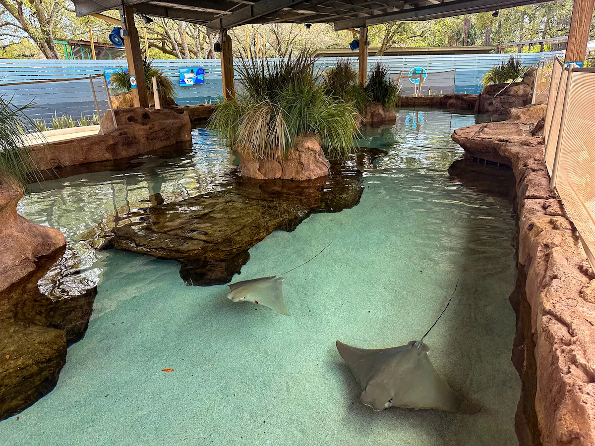 ZooTampa's new interactive Stingray Shores exhibit opens today | Tampa ...