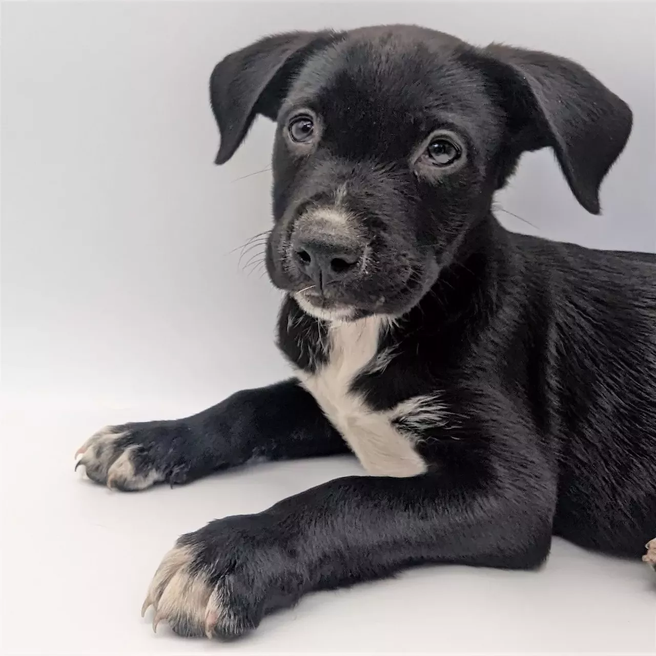 SPCA Tampa Bay has four adoptable puppies named after Taylor Swift ...